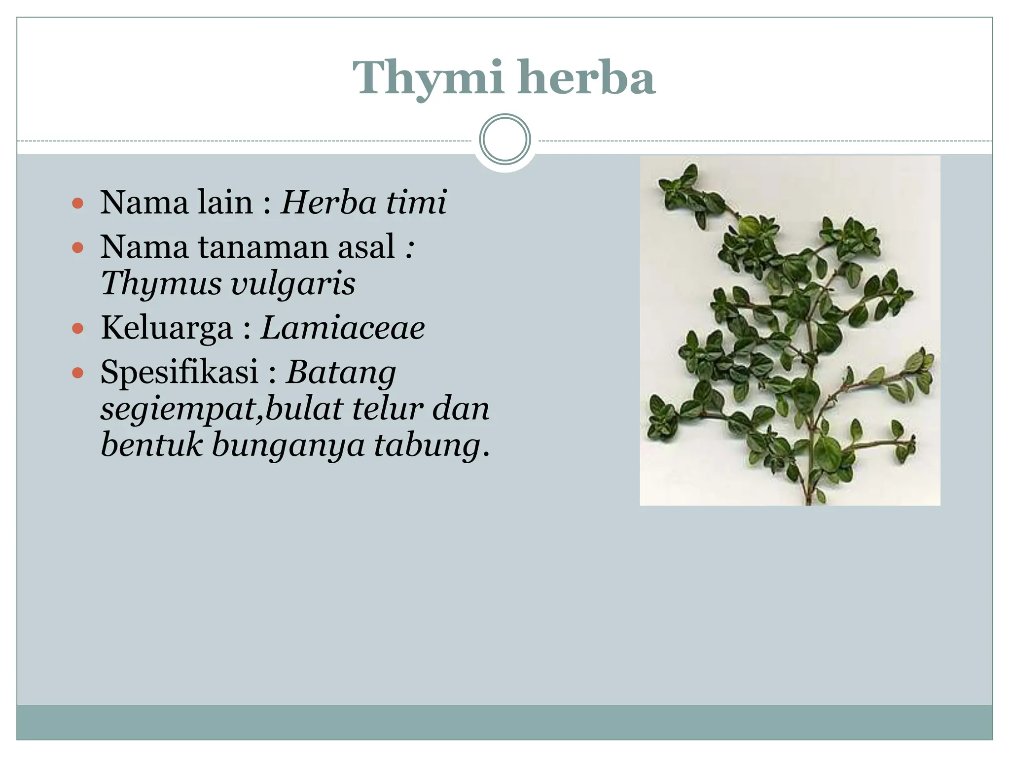 kelompok herba 19g.pptx