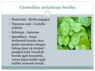 kelompok herba 19g.pptx