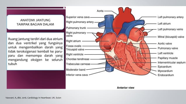Profil obat cardiovaskular CCB, nitrat, Beta blocker | PPT