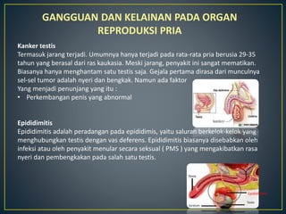 Sistem Organ Reproduksi Pria | PPTX