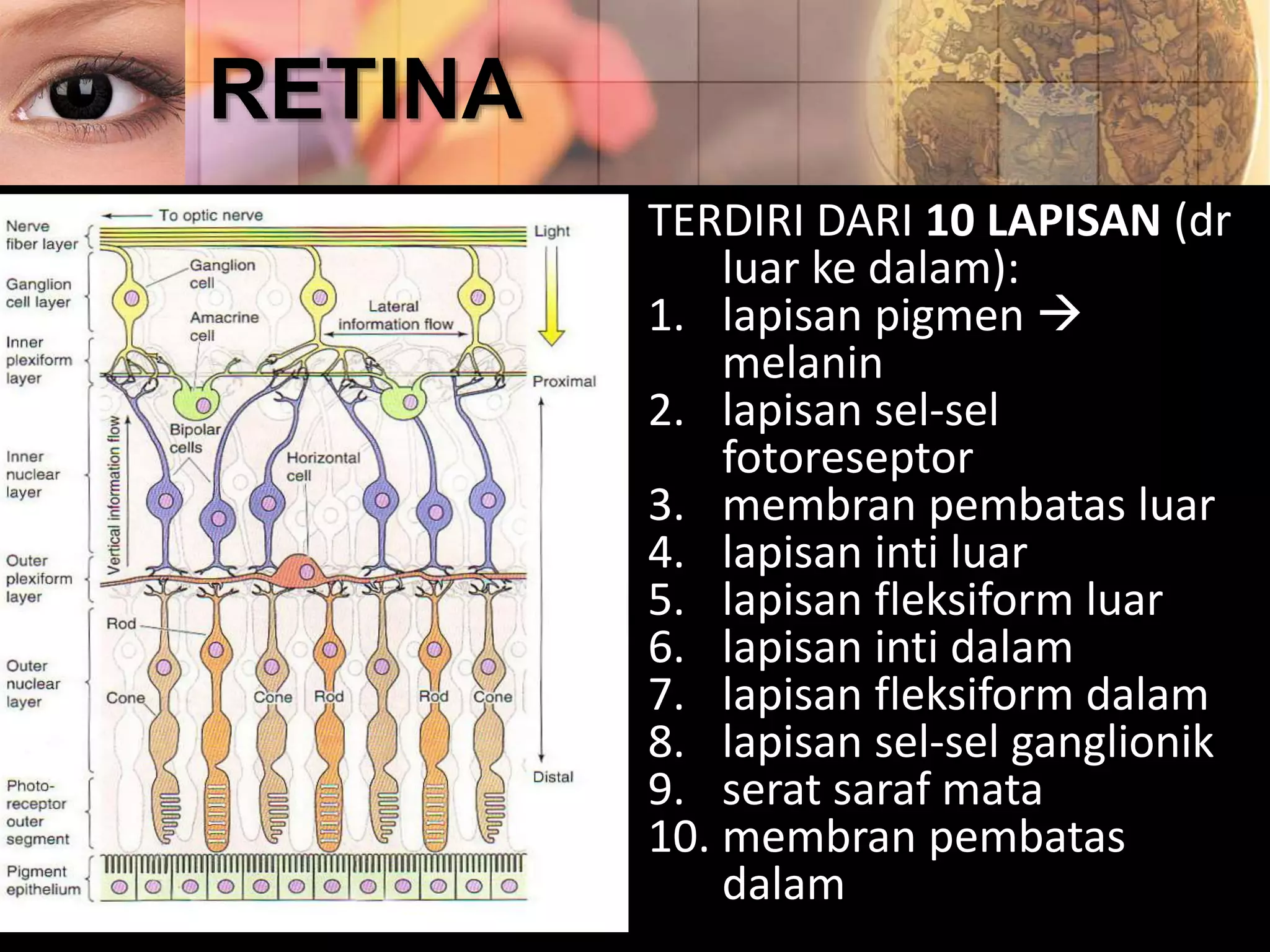 fotoreseptor, kemoreseptor, dan elektroreseptor | PPTX