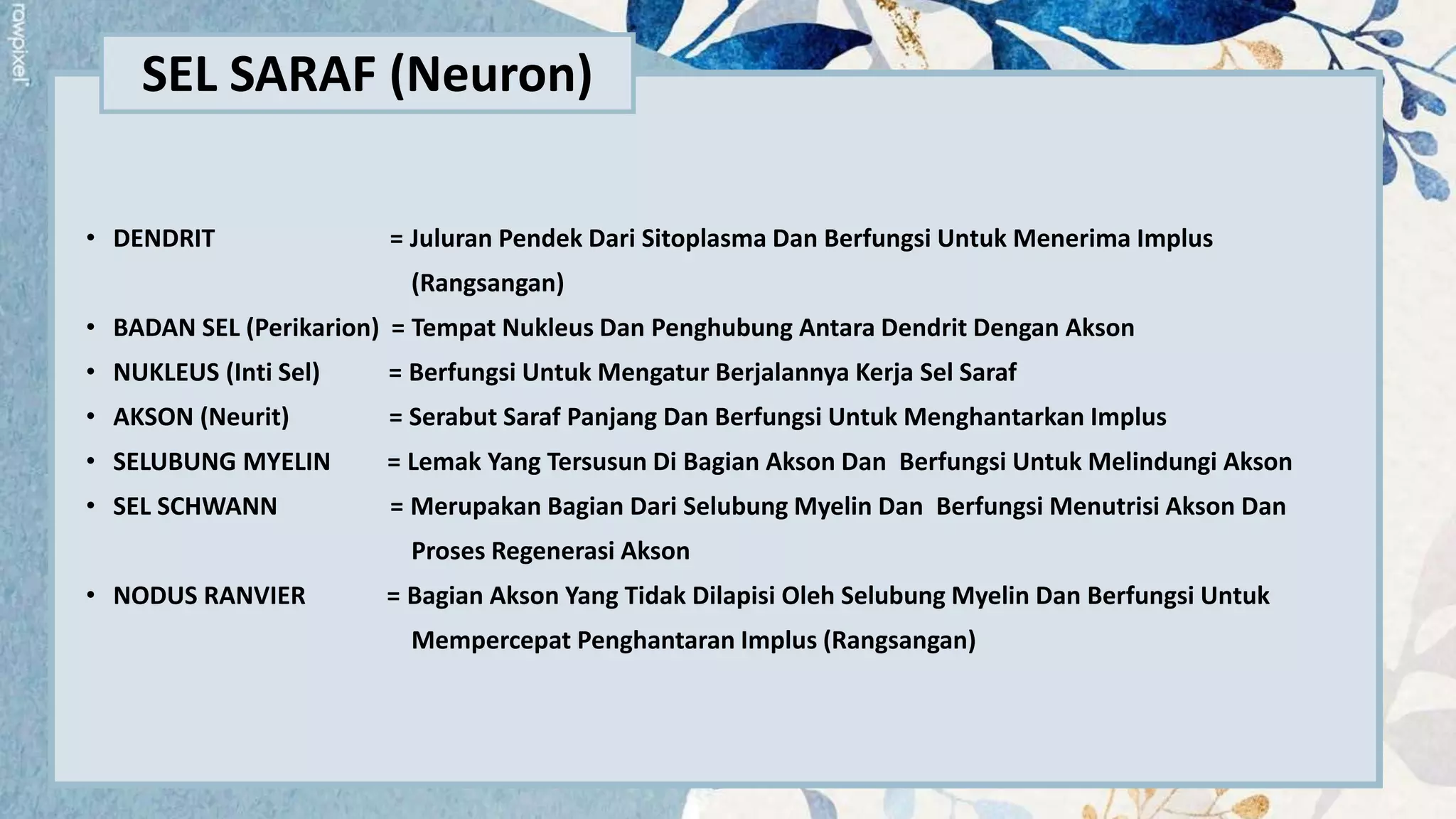 SEL SARAF DAN PRINSIP PENGHANTARAN IMPULS KELAS XI BIOLOGI | PPTX