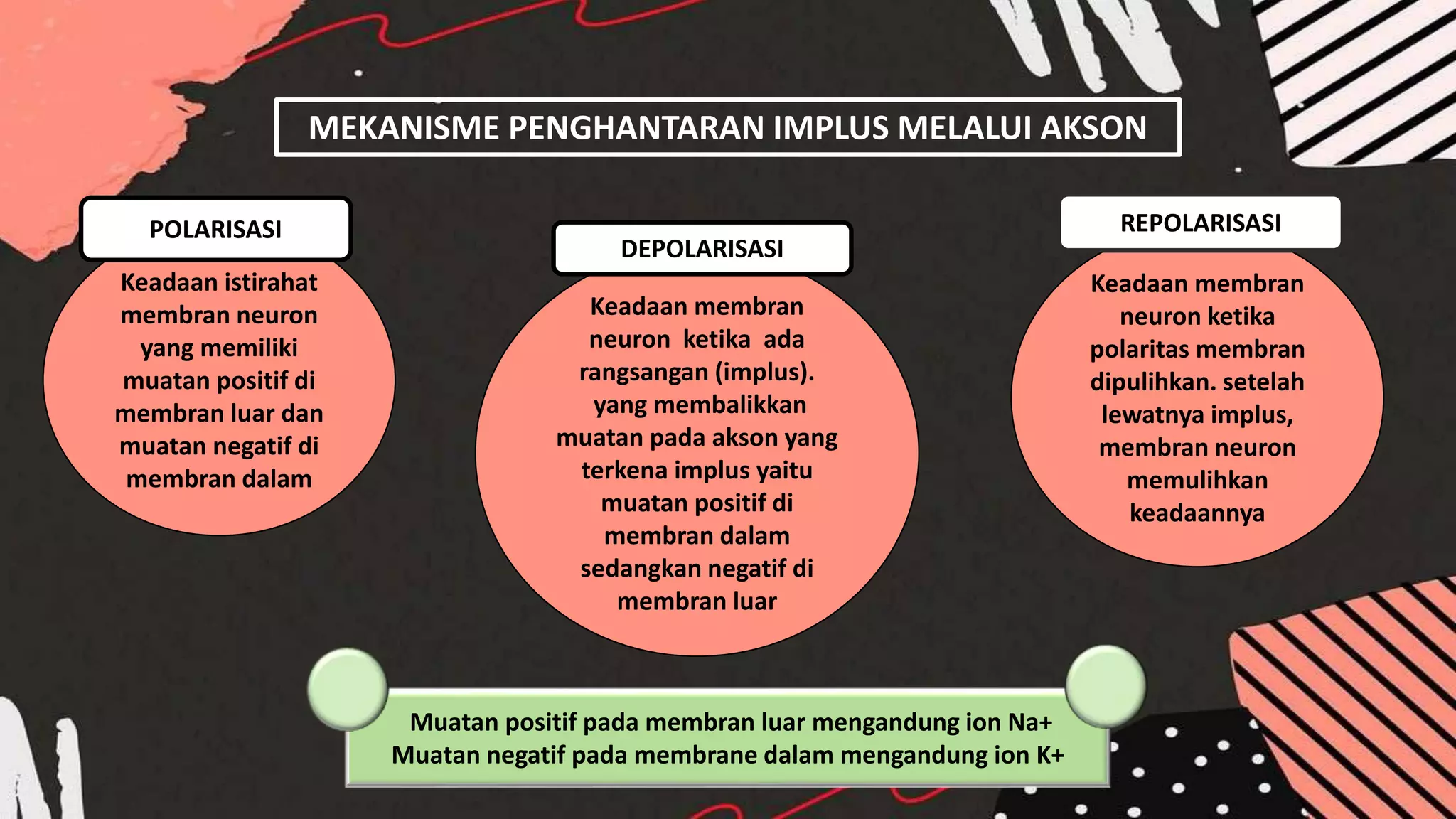 SEL SARAF DAN PRINSIP PENGHANTARAN IMPULS KELAS XI BIOLOGI | PPTX