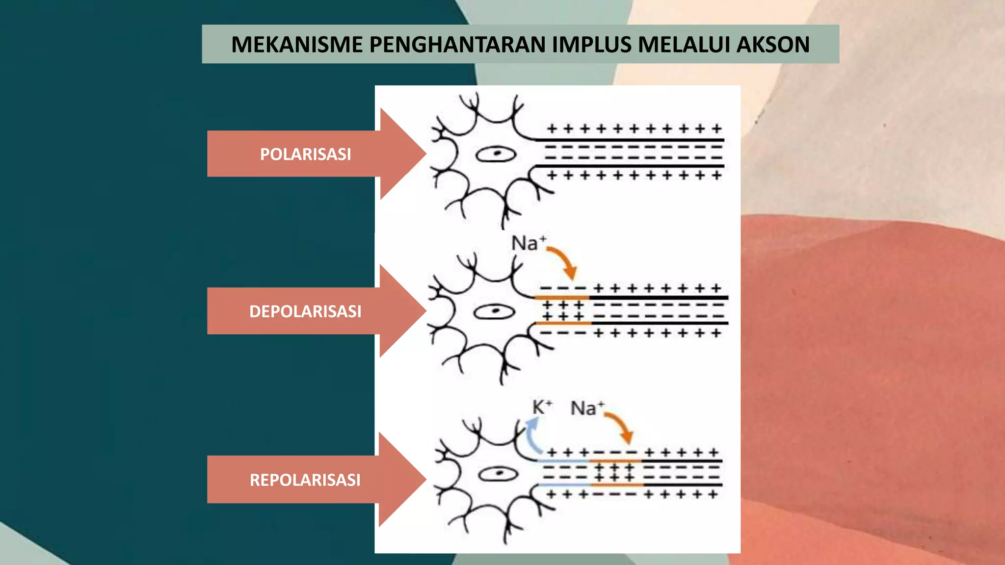 SEL SARAF DAN PRINSIP PENGHANTARAN IMPULS KELAS XI BIOLOGI | PPTX