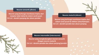 SEL SARAF DAN PRINSIP PENGHANTARAN IMPULS KELAS XI BIOLOGI | PPTX