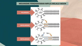 SEL SARAF DAN PRINSIP PENGHANTARAN IMPULS KELAS XI BIOLOGI | PPTX