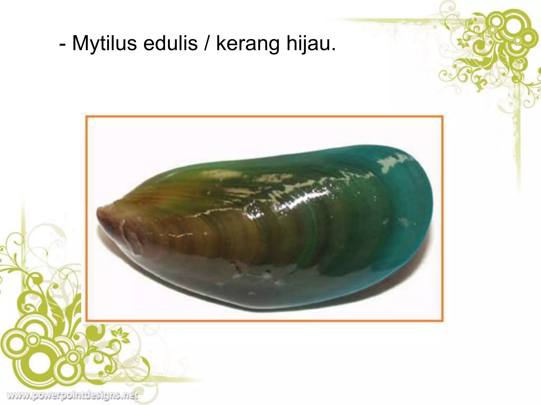 Kelompok kerang (meteagrina) | PPTX