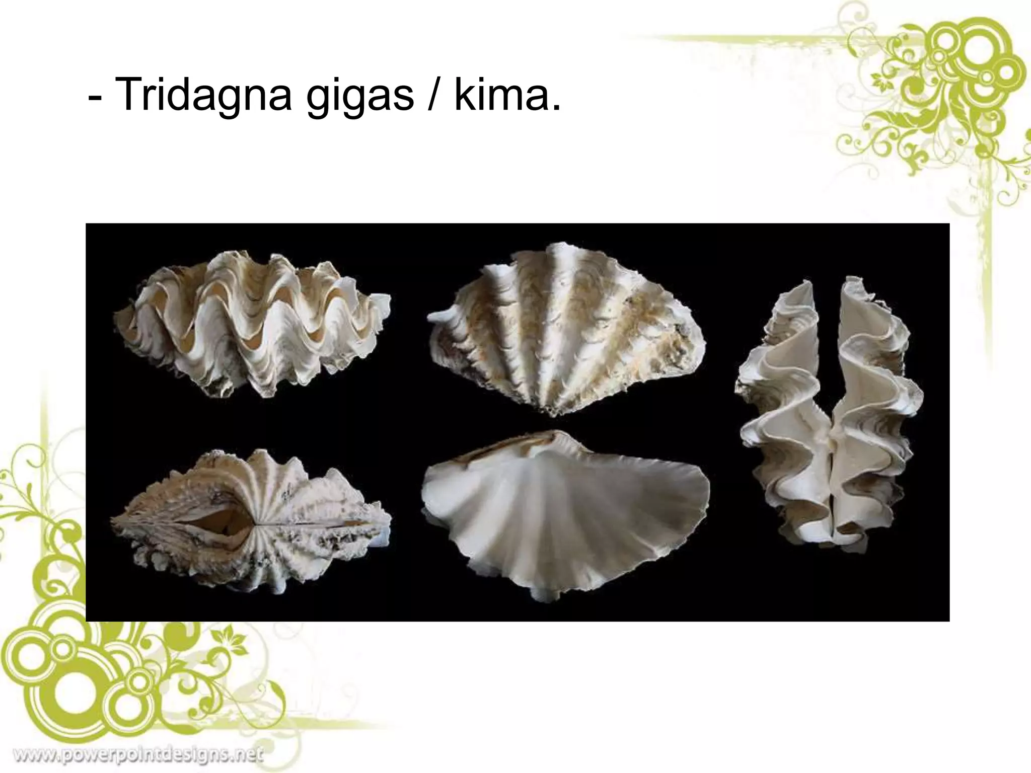 Kelompok kerang (meteagrina) | PPTX