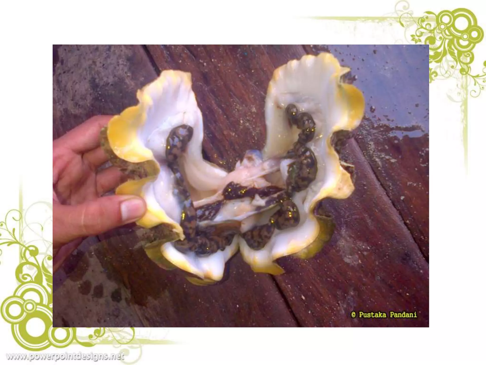 Kelompok kerang (meteagrina) | PPTX