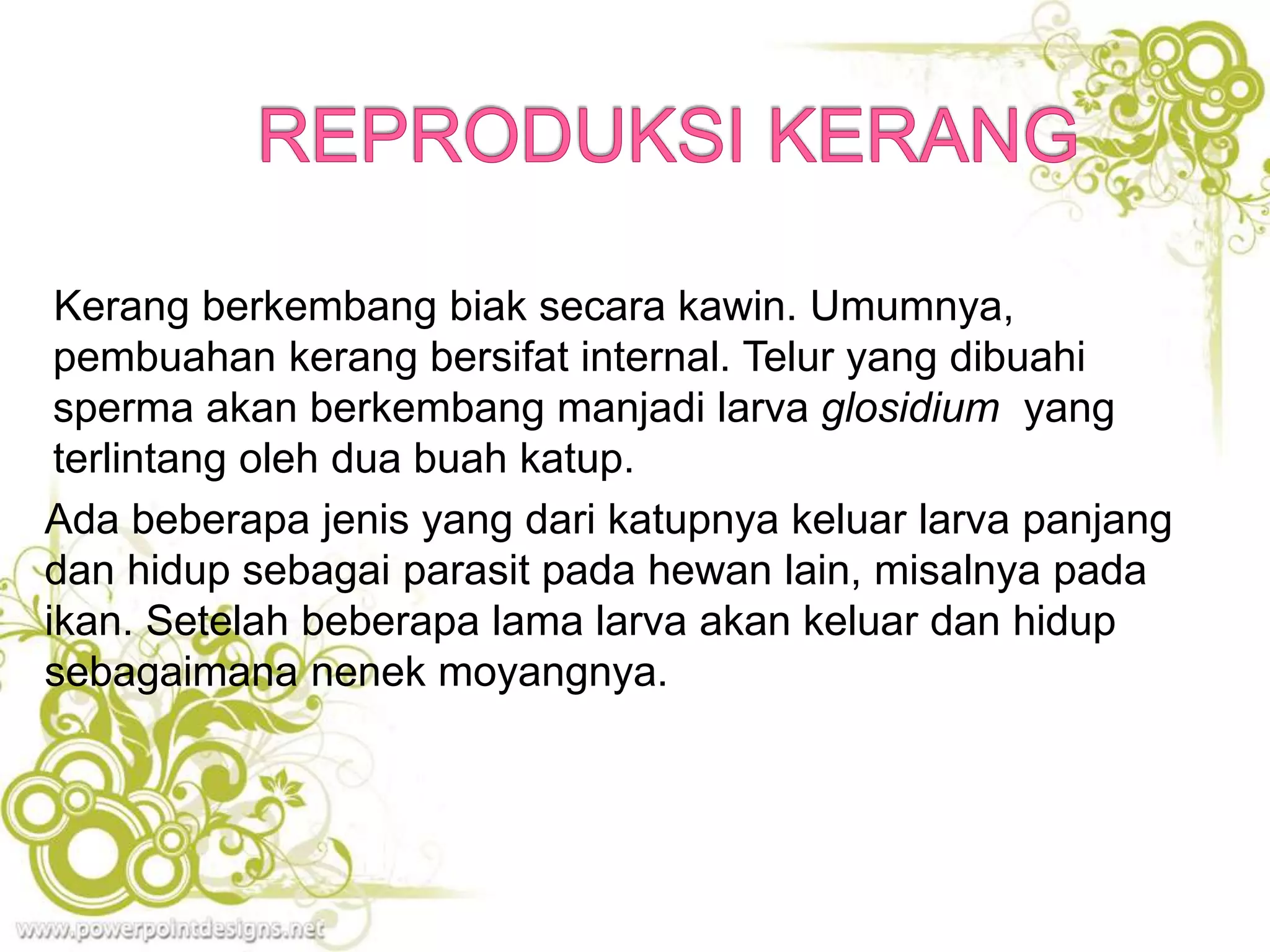 Kelompok kerang (meteagrina) | PPTX