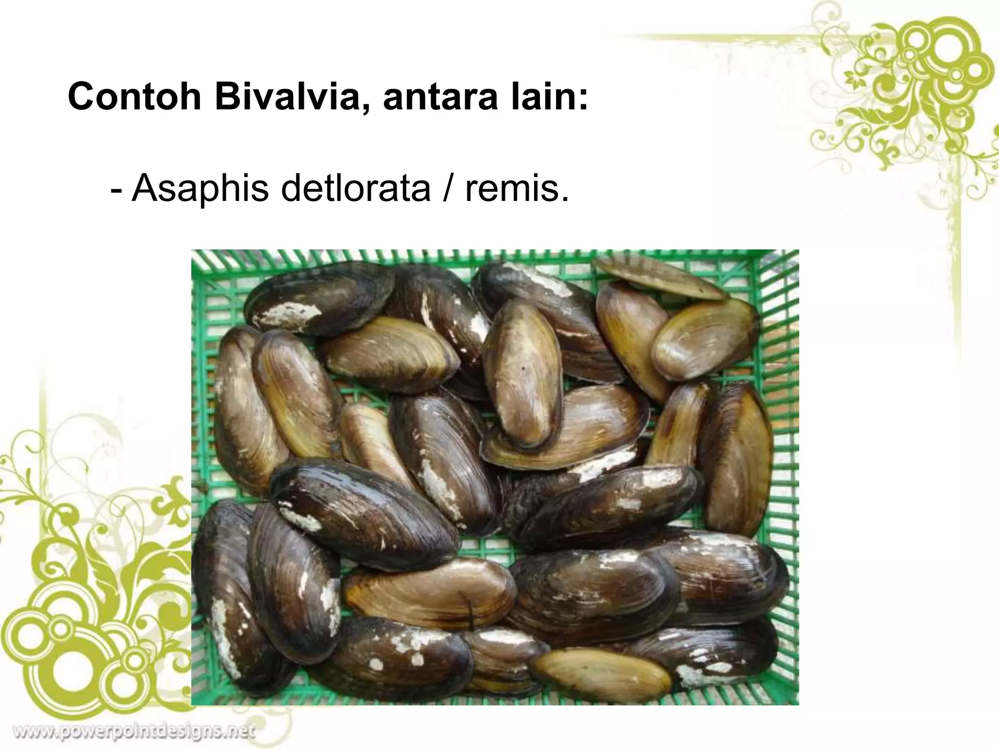 Kelompok kerang (meteagrina) | PPTX