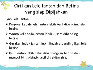 Proses Pemijahan Lele | PPTX