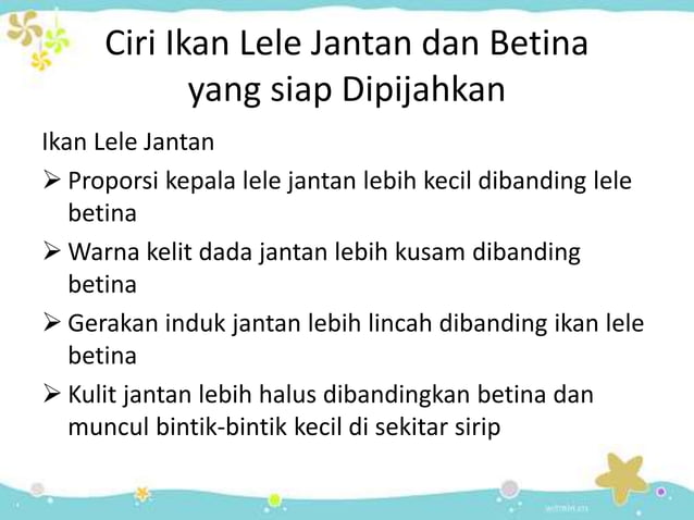 Proses Pemijahan Lele | PPTX