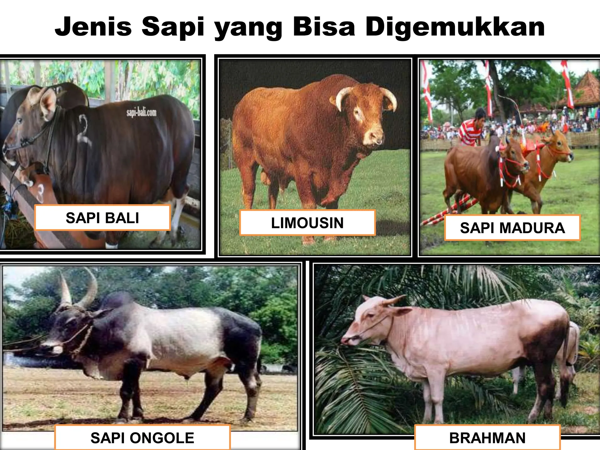 Briding sapi brahman untuk masyarakat pedesaan | PPT