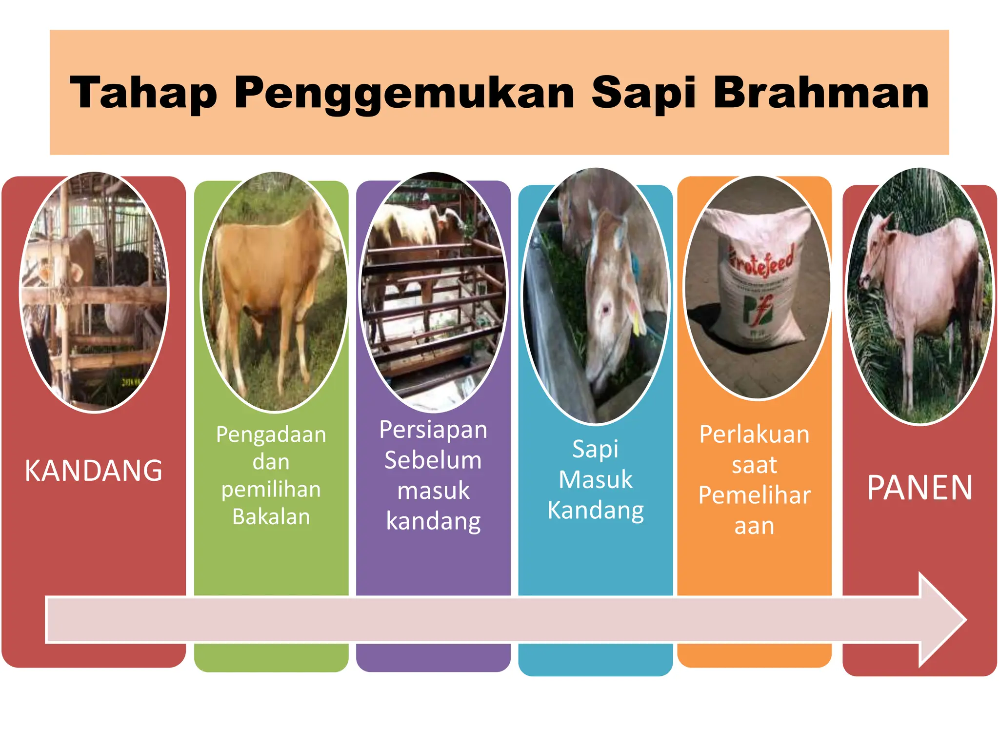 Briding sapi brahman untuk masyarakat pedesaan | PPT