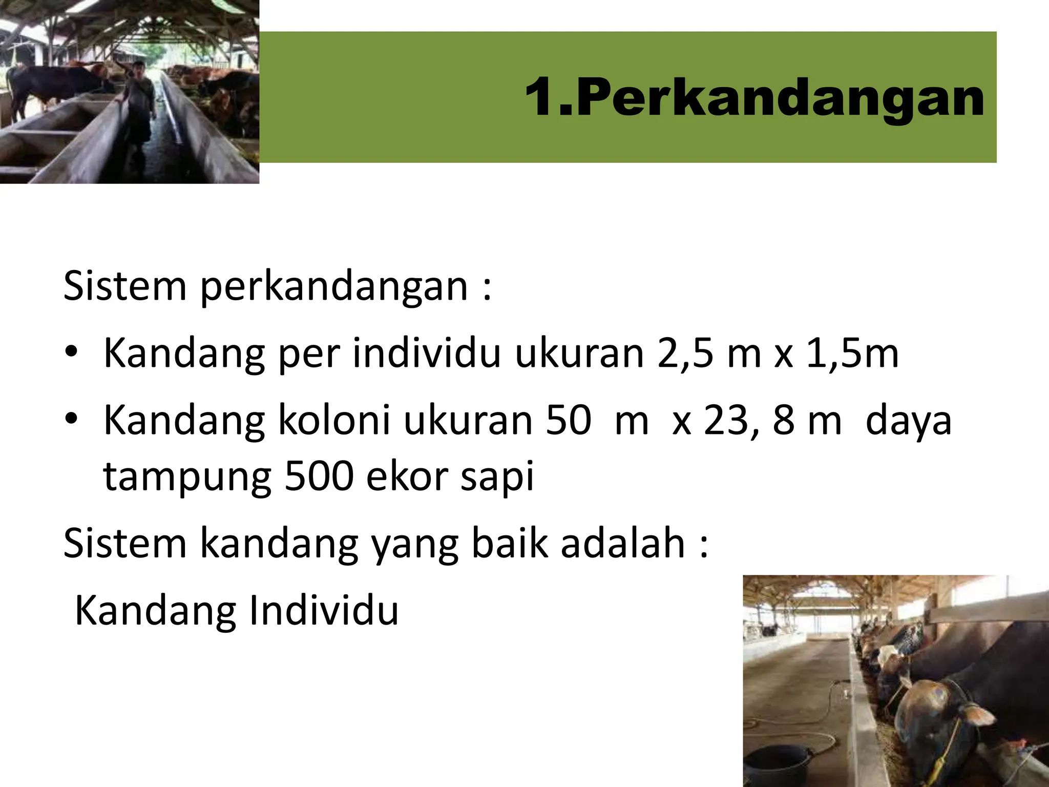 Briding sapi brahman untuk masyarakat pedesaan | PPT