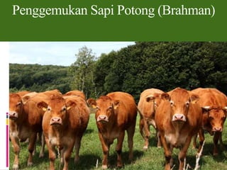 Briding sapi brahman untuk masyarakat pedesaan | PPT
