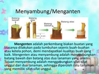 Kelompok menyambung | PPTX