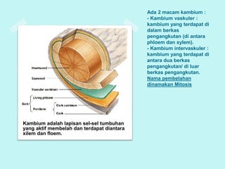 Power Point Meristem | PPTX