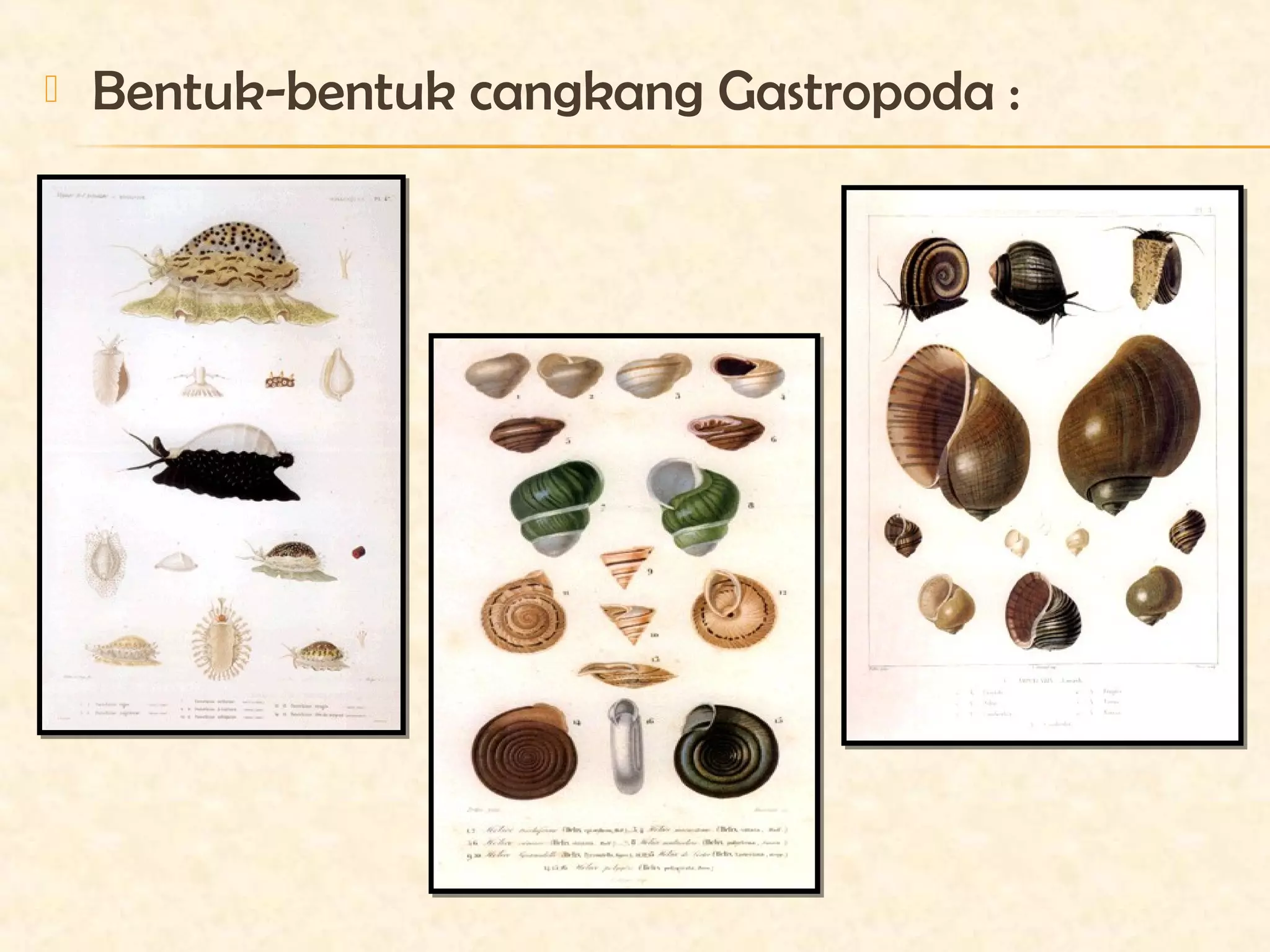 BIOLOGI SMA KELAS 10 ANIMALIA Kelompok mollusca | PPT