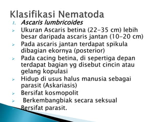 Nemathelminthes (Nematoda) | PPTX