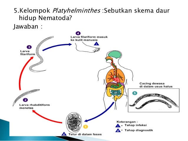 Pengertian Ciri Ciri Contoh Cacing Nemathelminthes