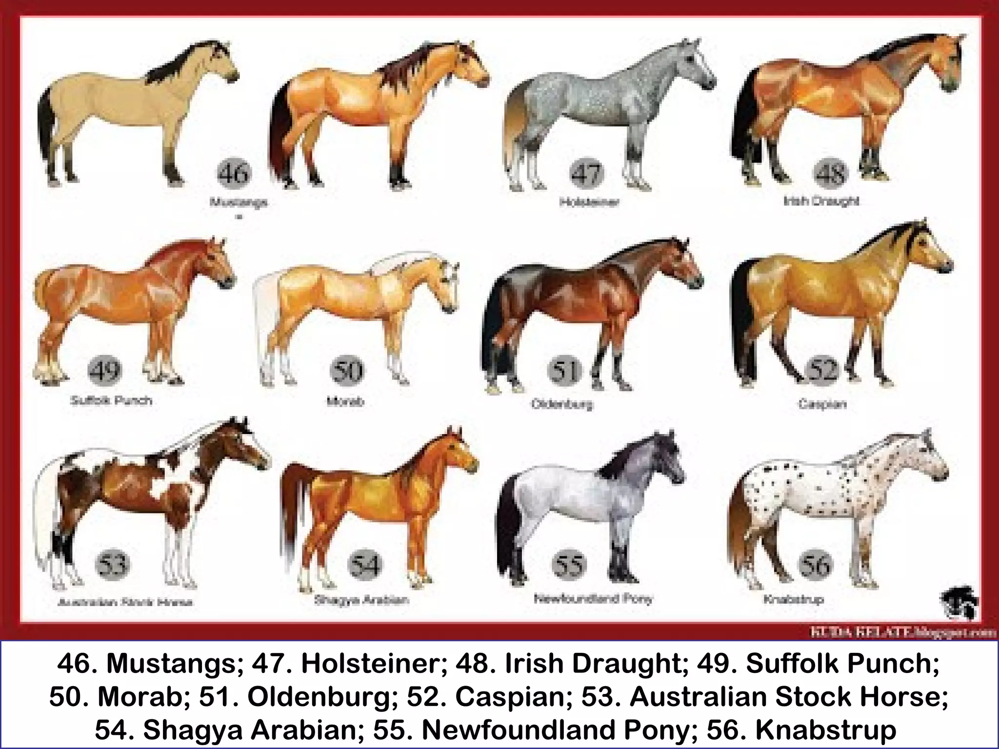 jenis - jenis kuda | PPT