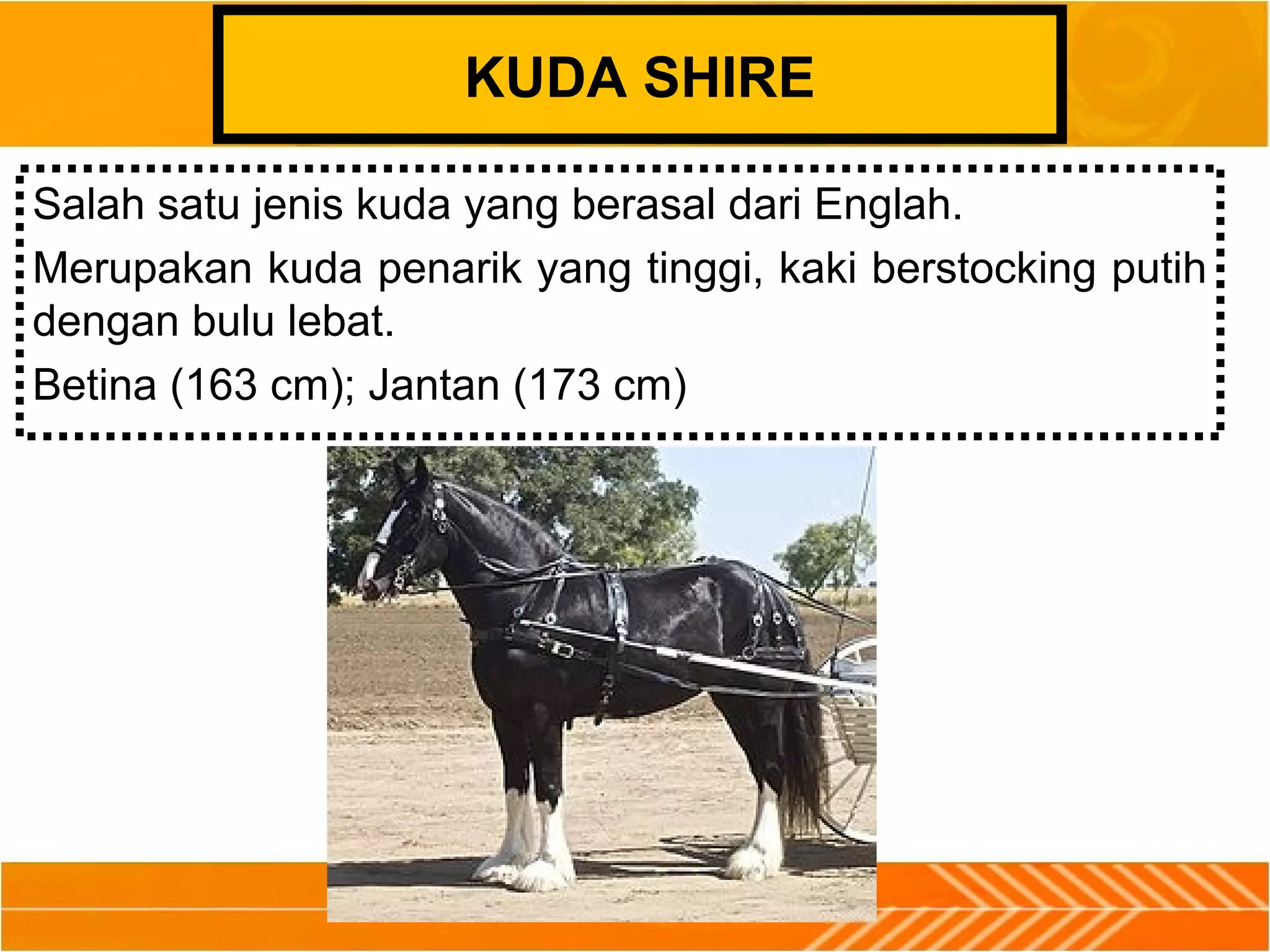 jenis - jenis kuda | PPT