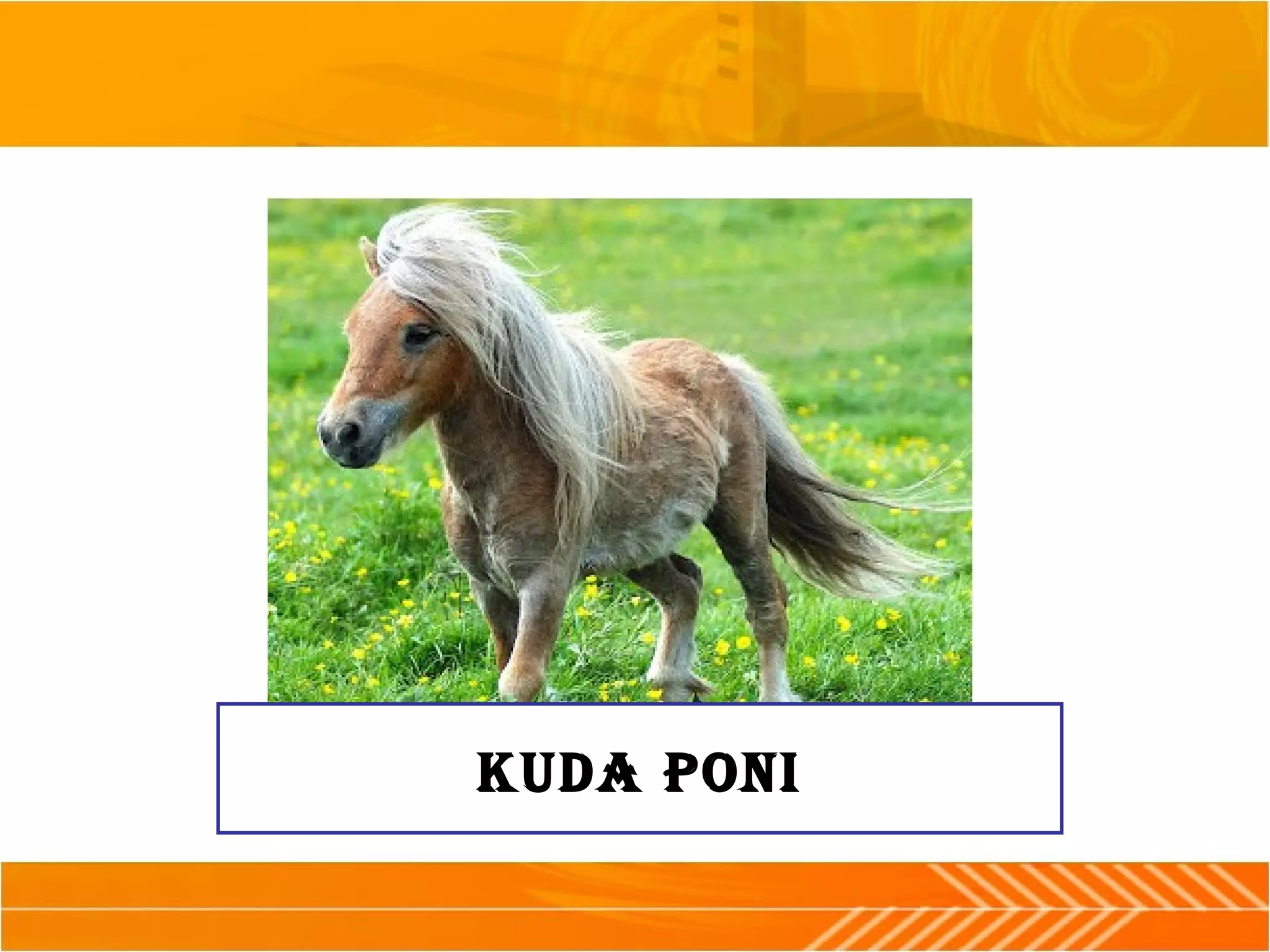 jenis - jenis kuda | PPT