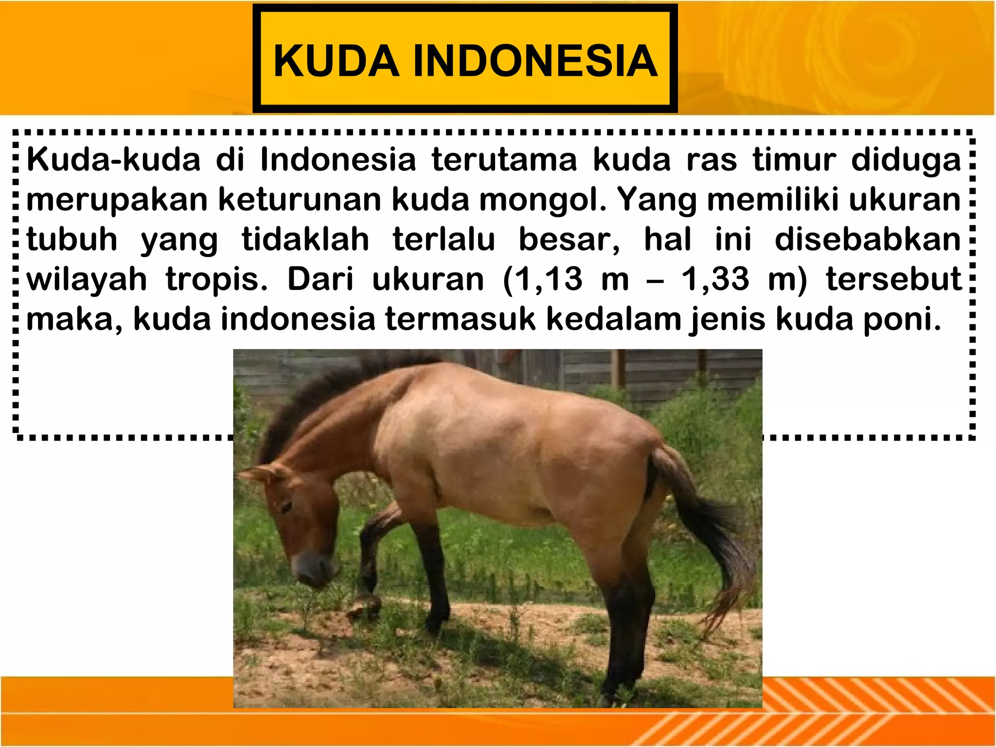 jenis - jenis kuda | PPT