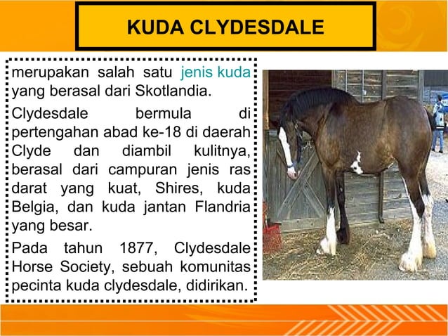 jenis - jenis kuda | PPT