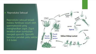 Tumbuha Lumut Bryophyta | PPT