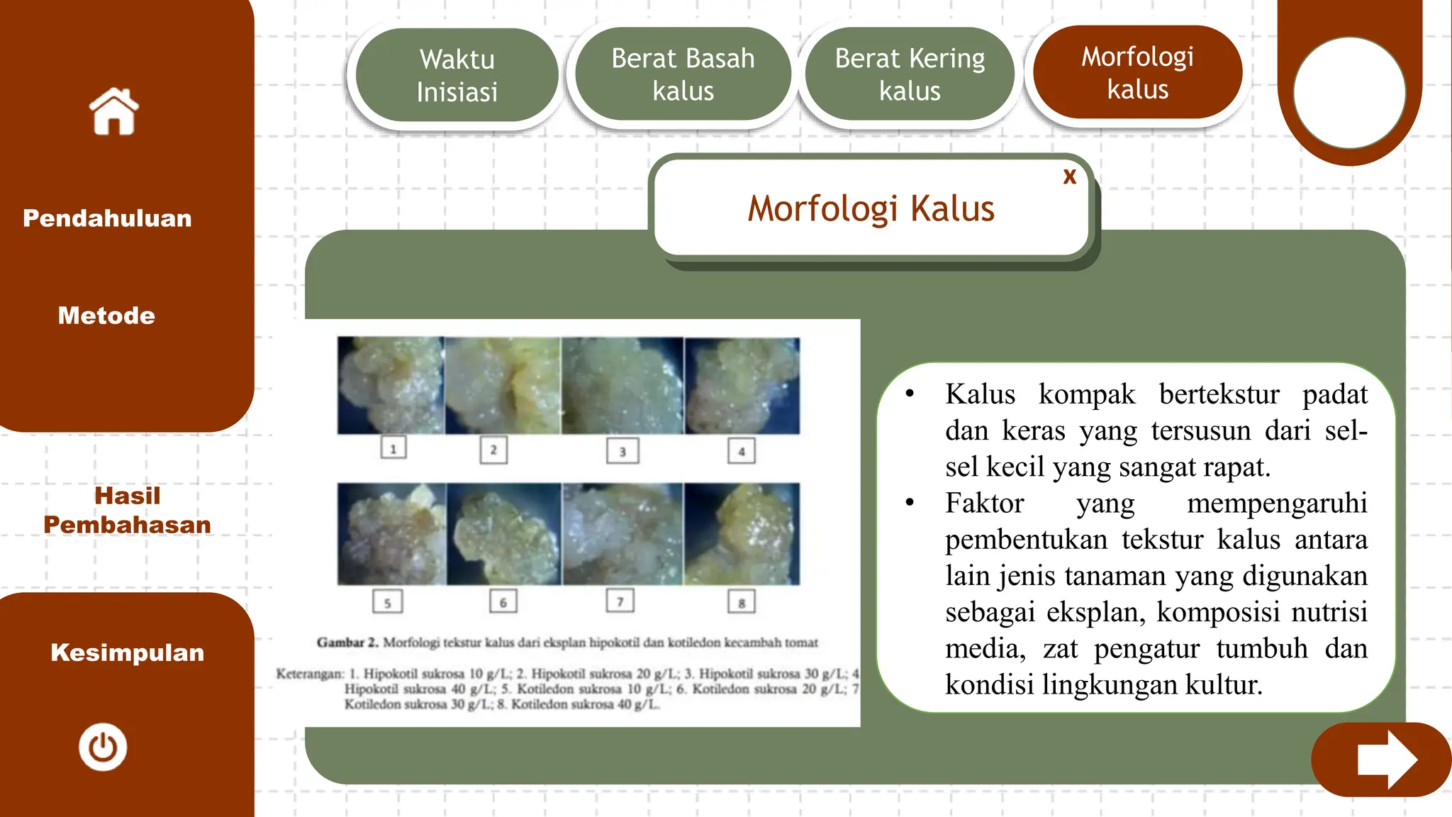 KELOMPOK X PPT KULTUR JARINGAN HORTIKULTURA (TOMAT).pptx