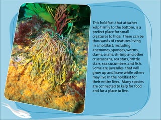 Kelp Diagram