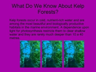Kelps forest by Vanesa and Andrea | PPT