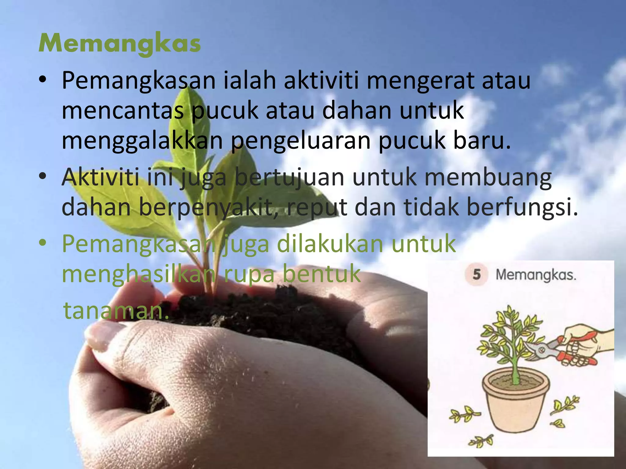 KHB Tingkatan 2 [Tanaman Hiasan Pemasuan Semula] | PPTX