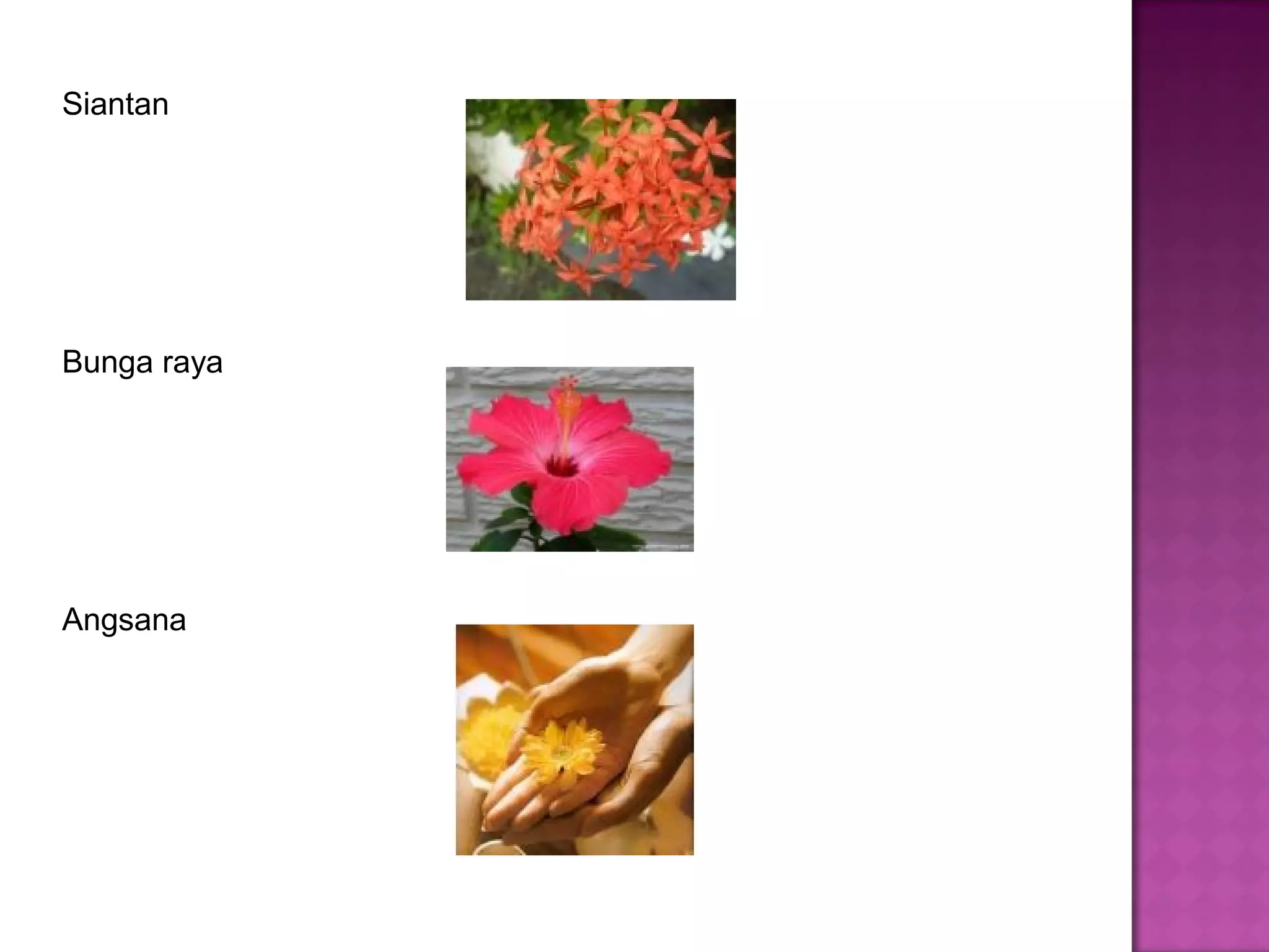 Kemahiran hidup pembiakan secara keratan batang | PPT