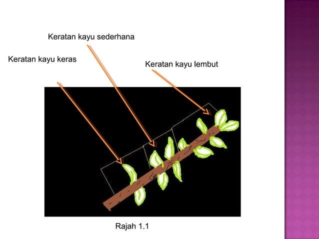 Kemahiran hidup pembiakan secara keratan batang | PPT