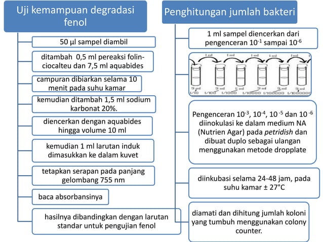Kemampuan degradasi fenol oleh isolat bakteri dari tanah | PPTX