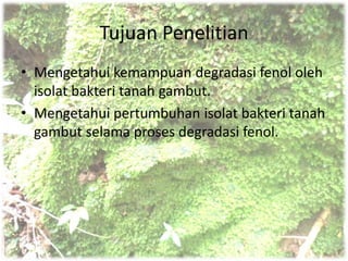 Kemampuan degradasi fenol oleh isolat bakteri dari tanah | PPTX