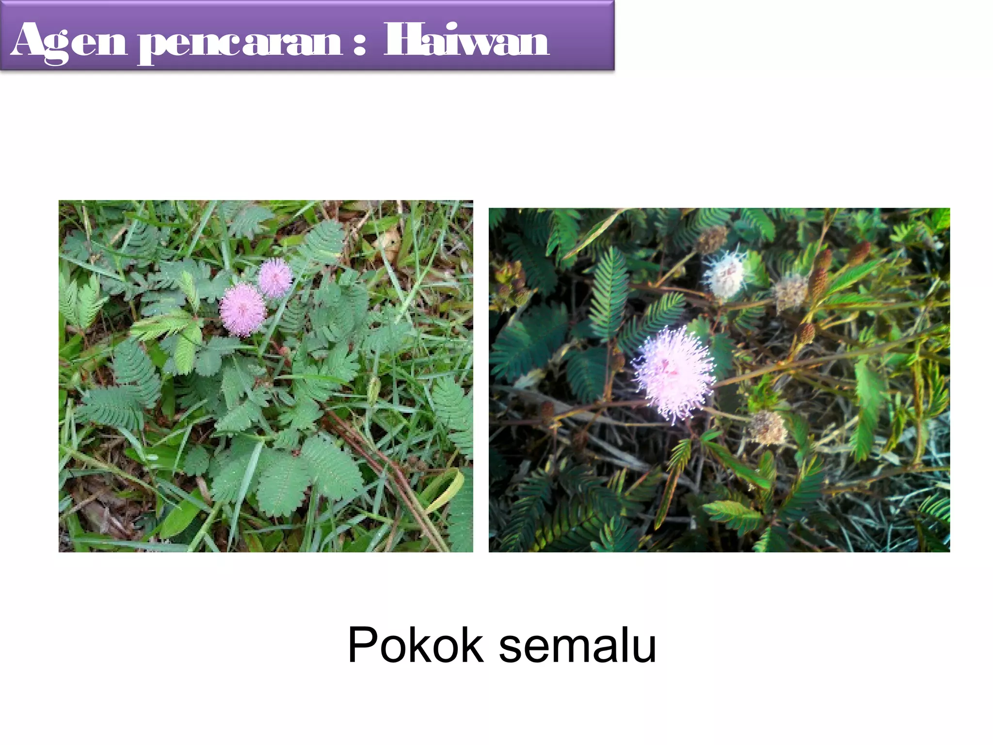 Kemandirian spesies hidupan | PPT