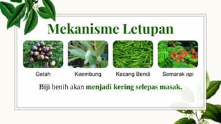 Kemandirian Spesies Tumbuhan | PPTX