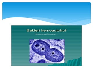 Kemosintesis Biologi sma dan Universitas | PPT