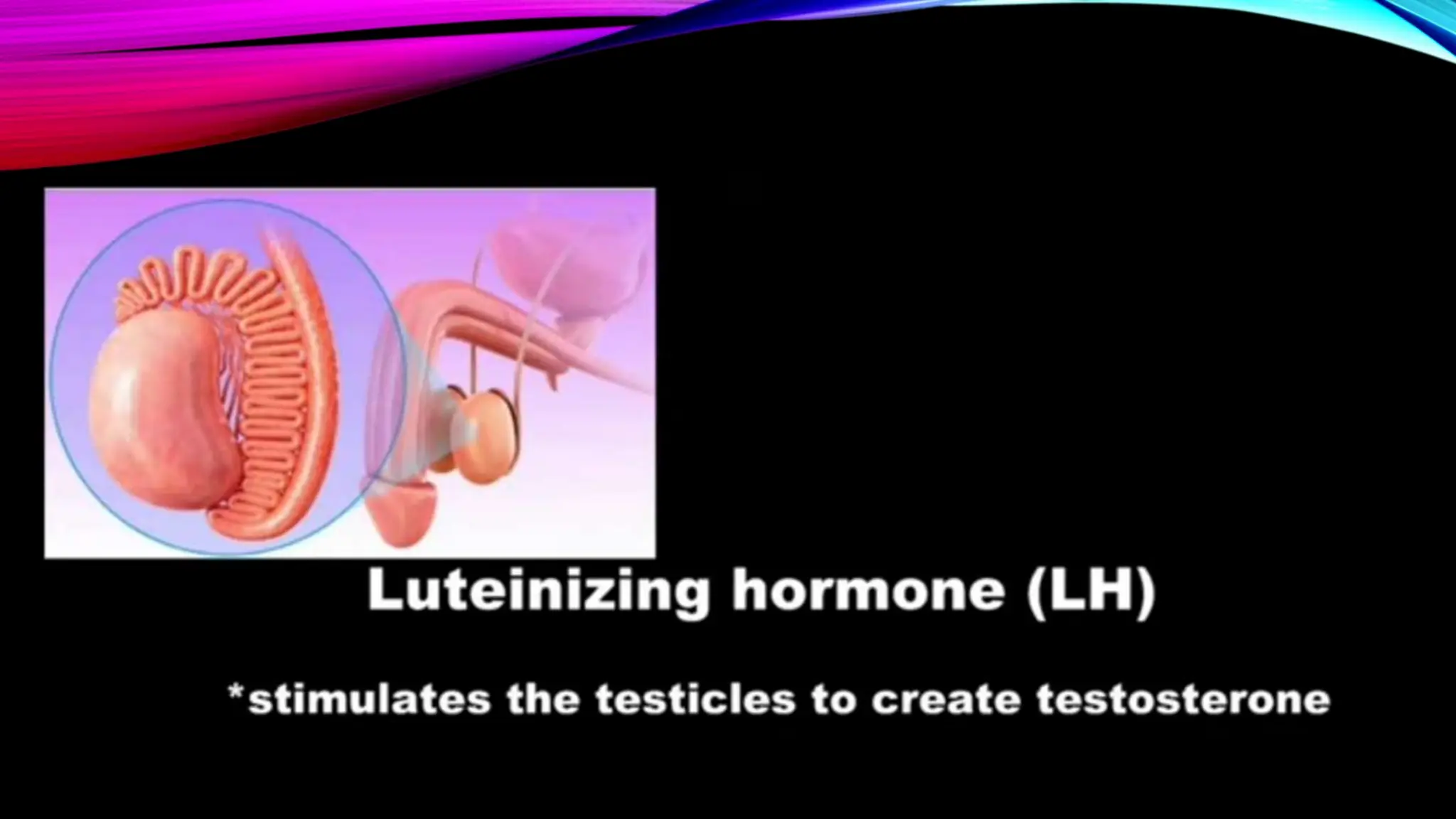 Coordination function of the nervous,endocrine and reproductive system ...