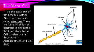 Coordination function of the nervous,endocrine and reproductive system ...