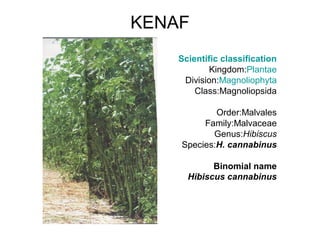Kenaf | PPT
