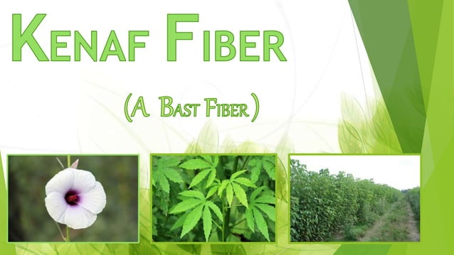 Kenaf fiber(Bast fiber) | PPT