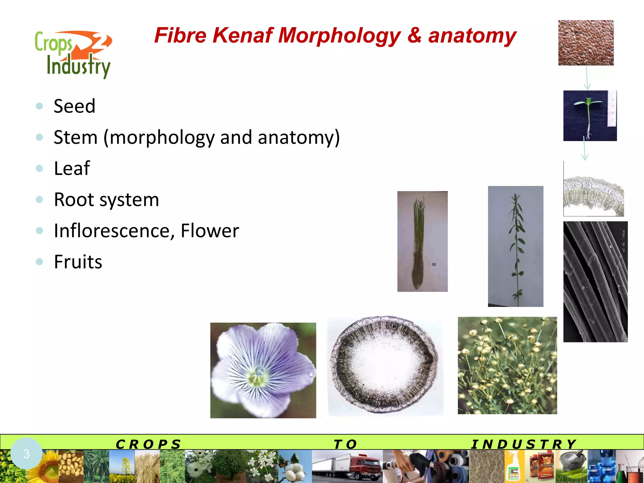 kenaf CE presentation.pdf