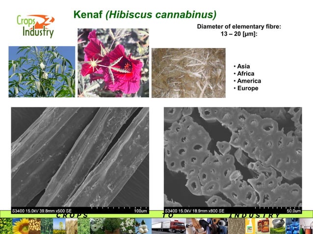 kenaf CE presentation.pdf | Commodities | Economy