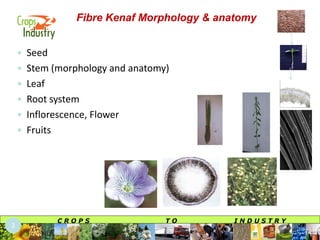 kenaf CE presentation.pdf